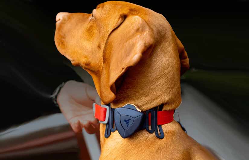 Top 5 Best GPS Trackers for Dogs & Cats – 5 Best Compared