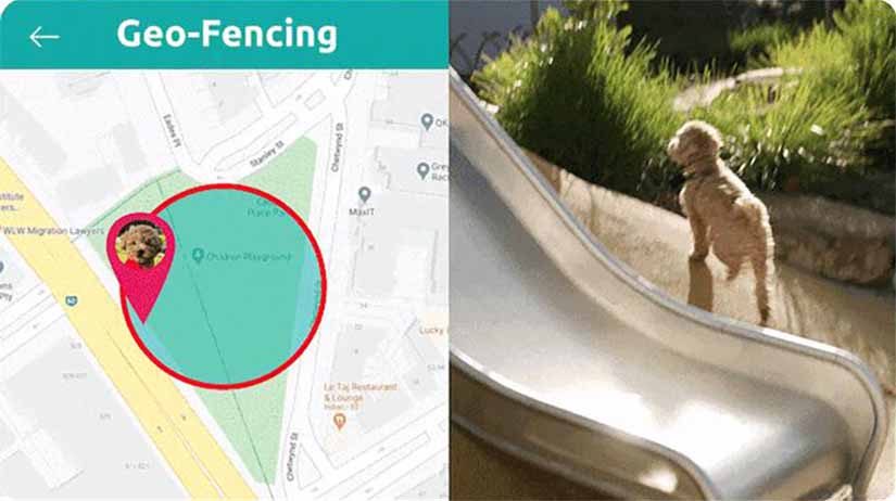 Top 5 Best GPS Trackers for Dogs & Cats – 5 Best Compared