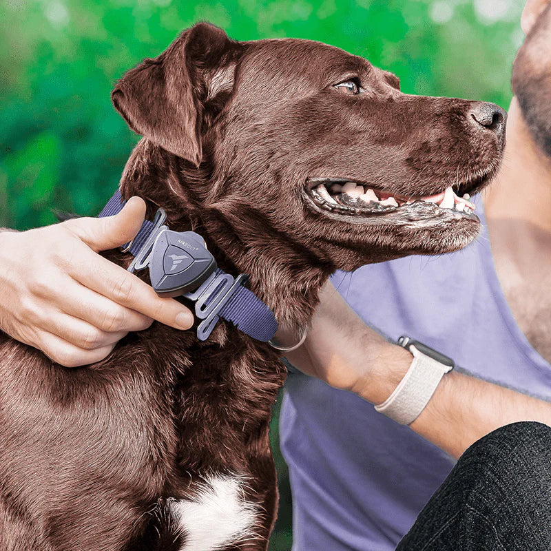 AirBolt Review: The Best Pet GPS Tracker of 2024? – 5 Best Compared
